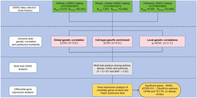 Identification of shared genetic loci for asthma, allergic rhinitis ...
