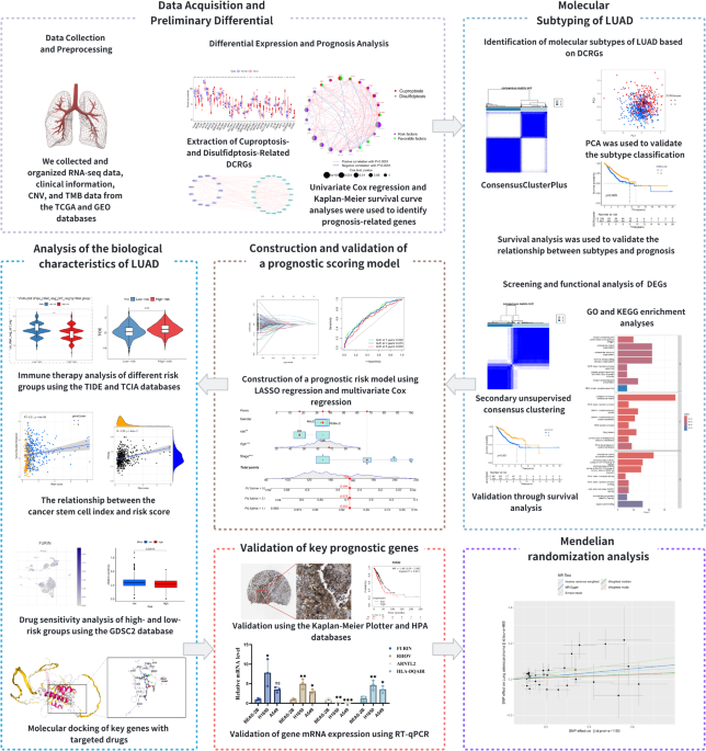 A prognostic model for lung adenocarcinoma based on cuproptosis and disulfidptosis related genes ...