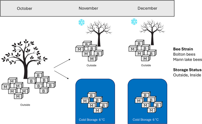 High abundance of lactobacilli in the gut microbiome of honey bees ...