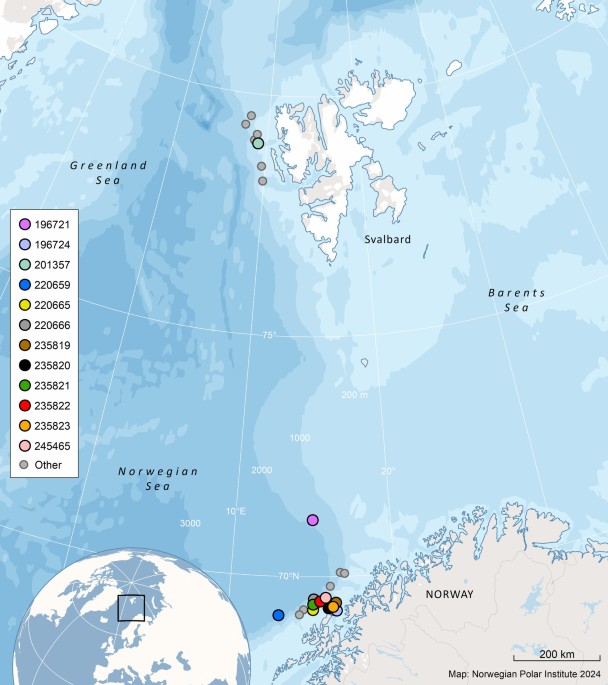 Migration to breeding areas by male sperm whales Physeter macrocephalus ...