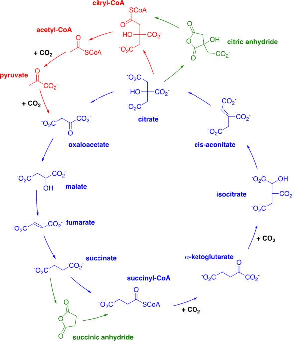 Prebiotic formation of thioesters via cyclic anhydrides as a key step ...