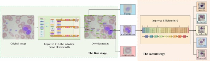 A two stage blood cell detection and classification algorithm based on ...
