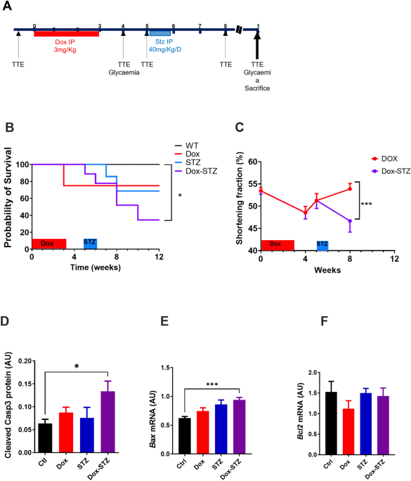 Streptozotocin-induced hyperglycemia unmasks cardiotoxicity induced by ...