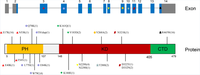The phenotypic and genetic spectrum of AKT3-related neurodevelopmental ...