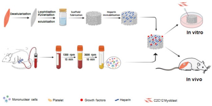 Controlled delivery of PRP from decellularized extracellular matrix ...