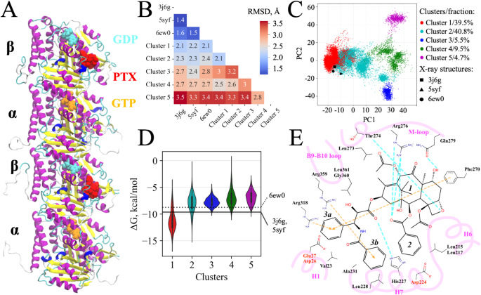 Exploring tubulin-paclitaxel binding modes through extensive molecular dynamics simulations ...