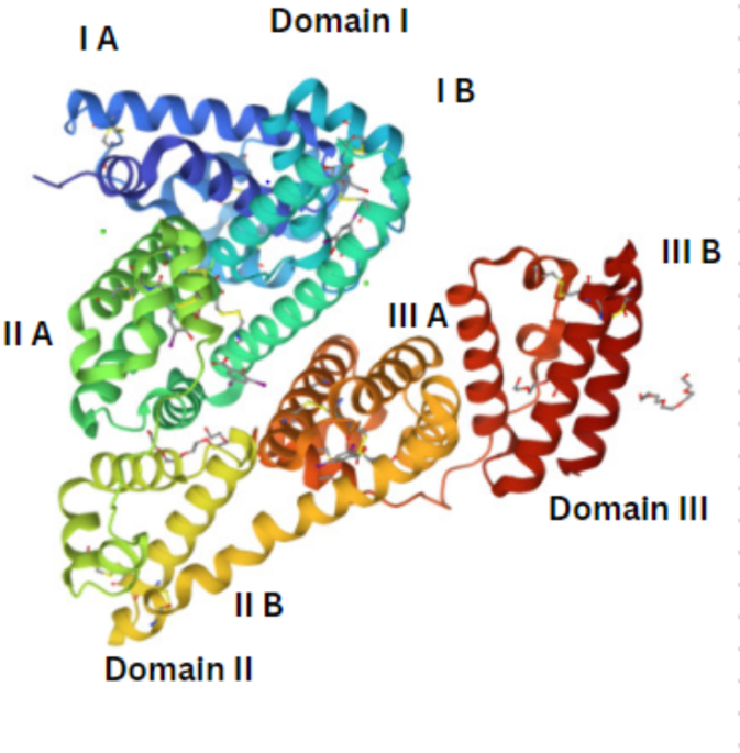 Molecular interaction study of L-Ornithine with bovine serum albumin using spectroscopic and ...