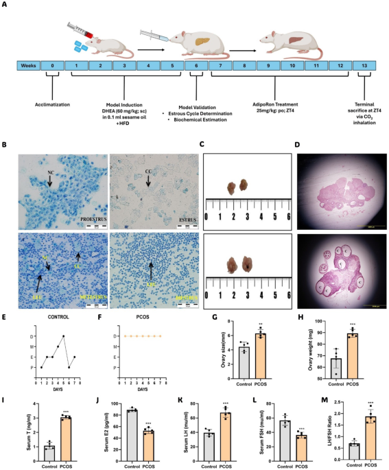 Adiponectin receptor agonist, AdipoRon, restores hepatic clock gene ...