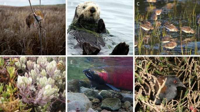 Nature-based solutions could offset coastal squeeze of tidal wetlands ...