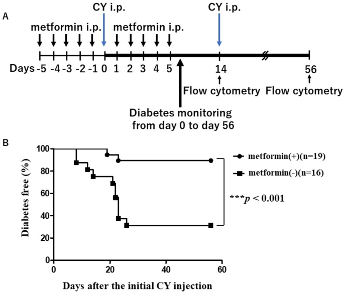 Metformin prevents diabetes development in type 1 diabetes models via ...