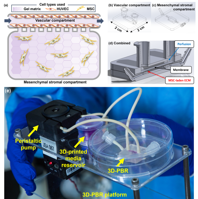Fabrication of a novel 3D-printed perfusion bioreactor for complex cell ...