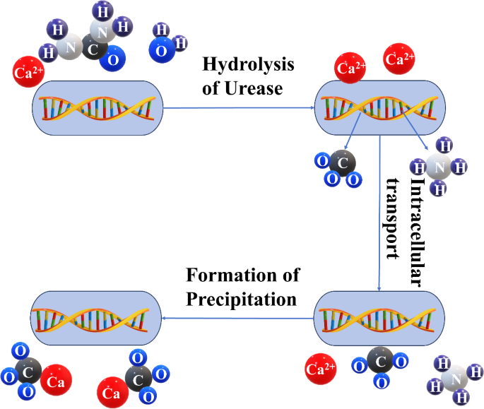 The impact of various calcium ion sources on the curing efficacy of ...