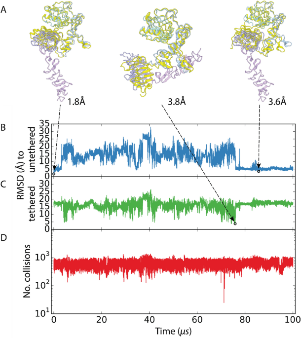 Design of immunogens to present a tumor-specific cryptic epitope ...