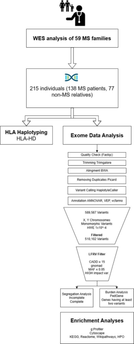 Exome sequencing reveals low-frequency and rare variant contributions to multiple sclerosis ...