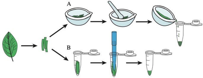 Reducing costs and shortening the cetyltrimethylammonium bromide (CTAB ...