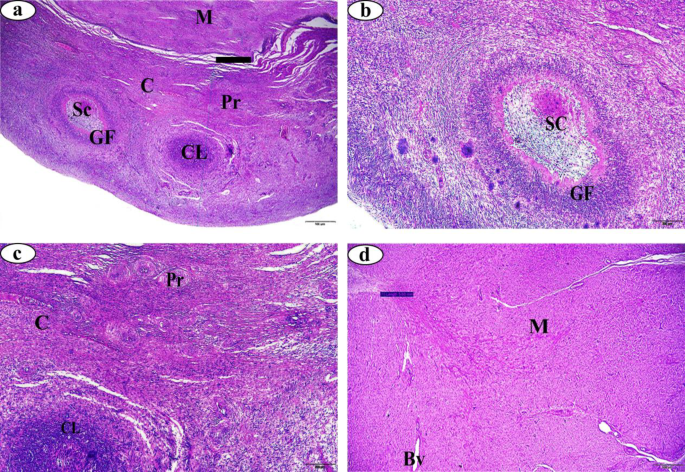 Effects of follicular and luteal cysts on reproductive organs ...