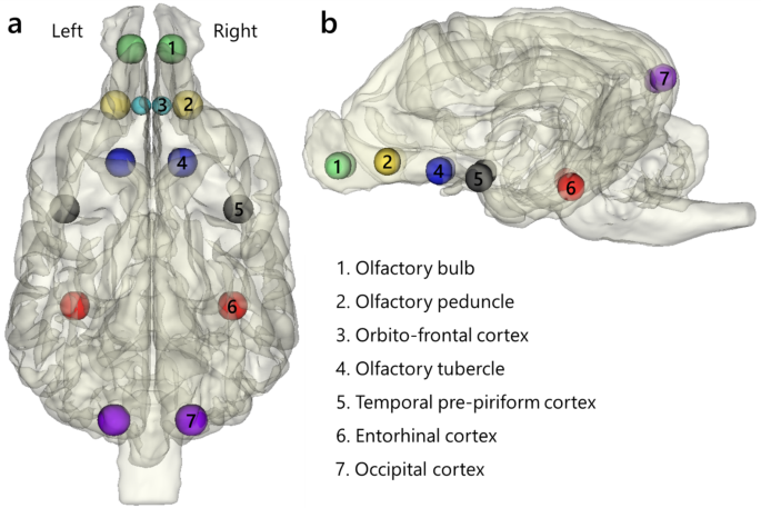 Dogs’ olfactory resting-state functional connectivity is modulated by ...