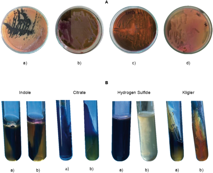 Application of ultraviolet a led as a disinfectant and morphological ...