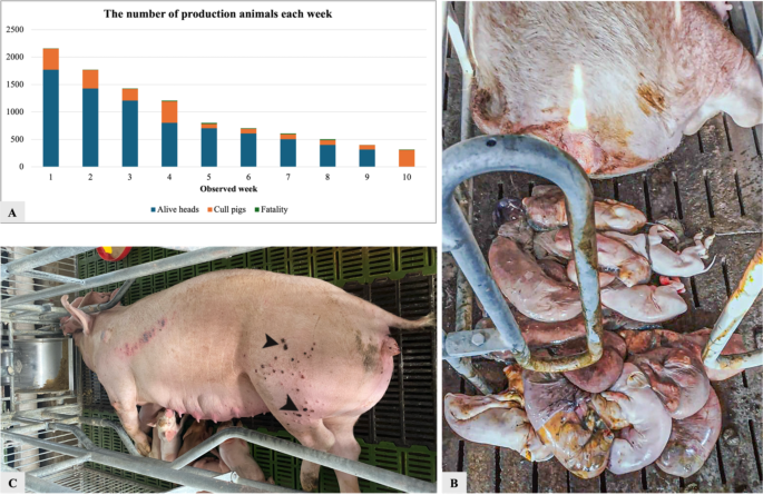 An African swine fever vaccine-like variant with multiple gene ...
