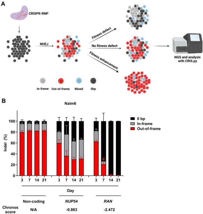 Rapid and robust validation of pooled CRISPR knockout screens using ...