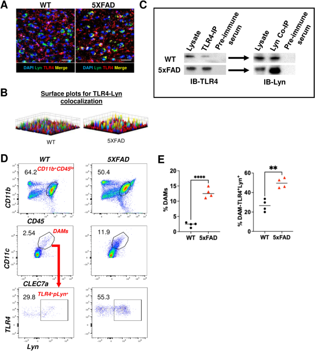 Microglial TLR4-Lyn kinase is a critical regulator of neuroinflammation ...