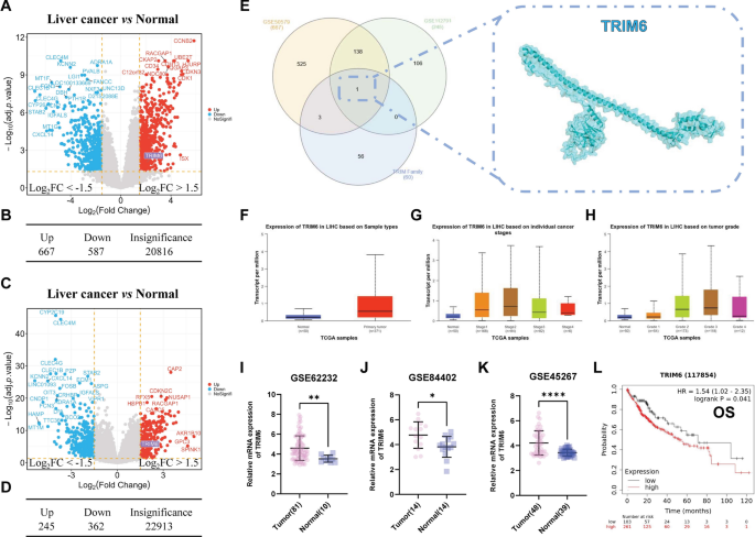 STAT3-mediated upregulation of TRIM6 promotes hepatocellular carcinoma ...