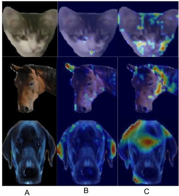 A segment-based framework for explainability in animal affective ...