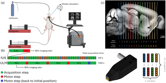 Transcranial brain-wide functional ultrasound and ultrasound ...