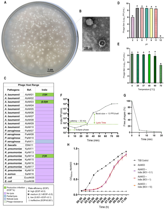 Bacteriophage Indie resensitizes multidrug-resistant Acinetobacter baumannii to antibiotics in ...