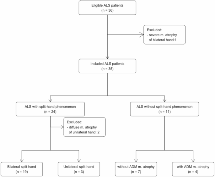 Brain diffusion tensor imaging changes linked to the split hand ...