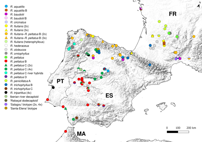 Identifying the richness and evolutionary relationships of Ranunculus ...