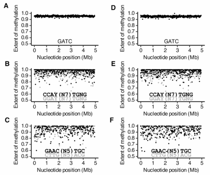 Gene expression analyses on Dickeya solani strains of diverse virulence ...