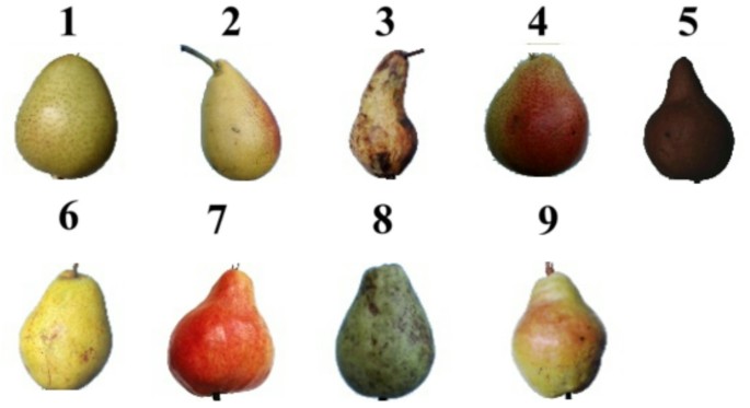 Intelligent pear variety classification models based on Bayesian ...