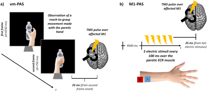 Visuomotor paired associative stimulation enhances corticospinal ...