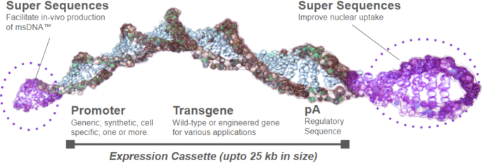 Ministring DNA (msDNA): a novel linear covalently-closed DNA with ...
