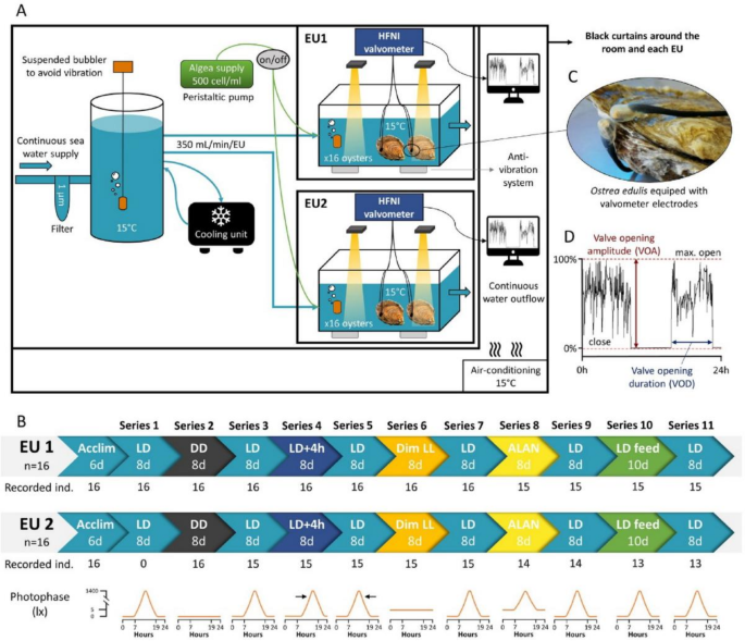 Characterization of the daily and circadian valve behavior of the ...