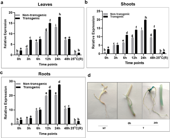 An A-6 subgroup member of DREB gene family positively regulates cold ...