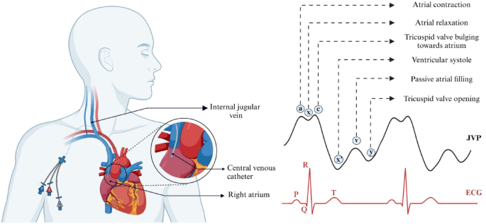 Single-element ultrasound system for high-resolution jugular venous ...