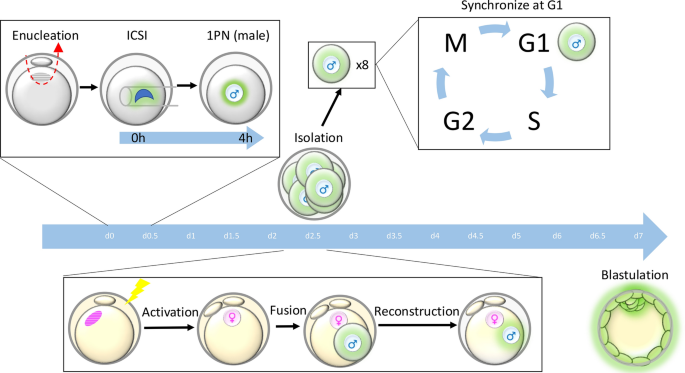 Male gamete copies to characterize genome inheritance and generate ...