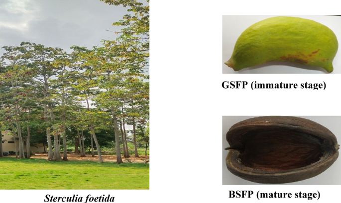 Insights on comprehensive characterization of distinct growth stages of ...
