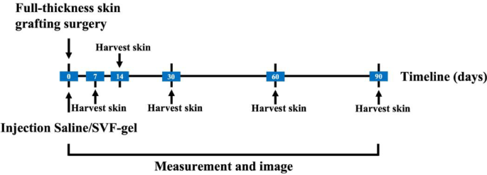 SVF-gel application for the alleviation of full-thickness skin graft ...