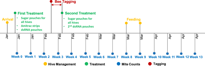 Longevity and foraging performance of honey bees treated with an RNAi ...
