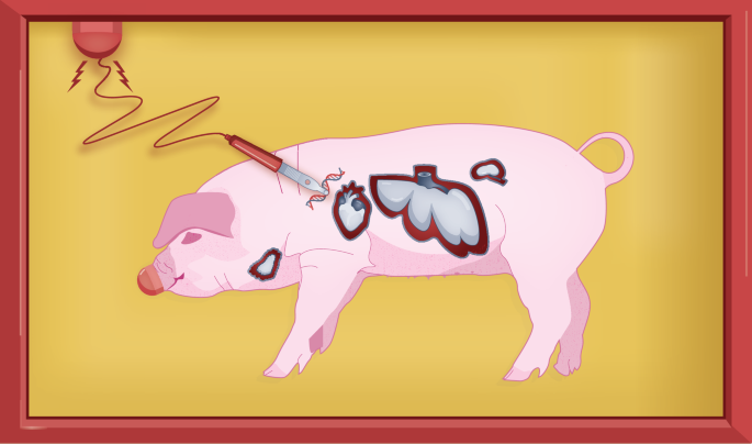 Can designer pigs solve the organ shortage? | Lab Animal