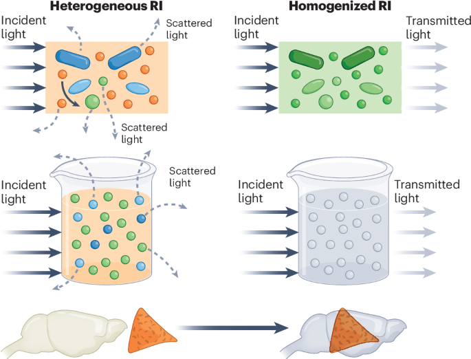 In vivo optical tissue clearing using light-absorbing dyes | Lab Animal