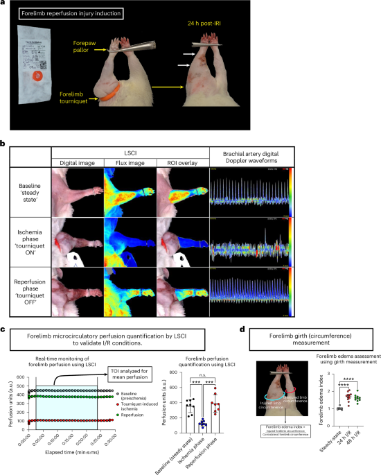 A longitudinal rat forelimb model for assessing in vivo neuromuscular ...