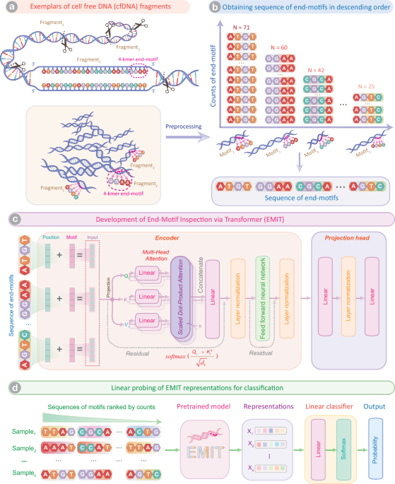 Development of a deep learning model for cancer diagnosis by inspecting ...