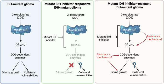 Treatment of IDH-mutant glioma in the INDIGO era | npj Precision Oncology