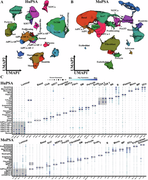 Unveiling novel double-negative prostate cancer subtypes through single ...