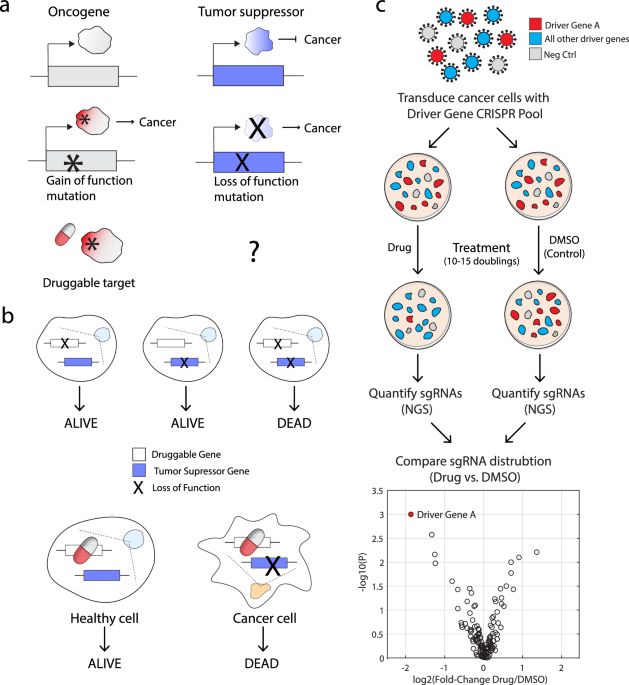 Pharmacogenomic discovery of genetically targeted cancer therapies ...