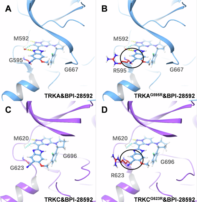 BPI-28592 as a novel second generation inhibitor for NTRK fusion tumors | npj Precision Oncology